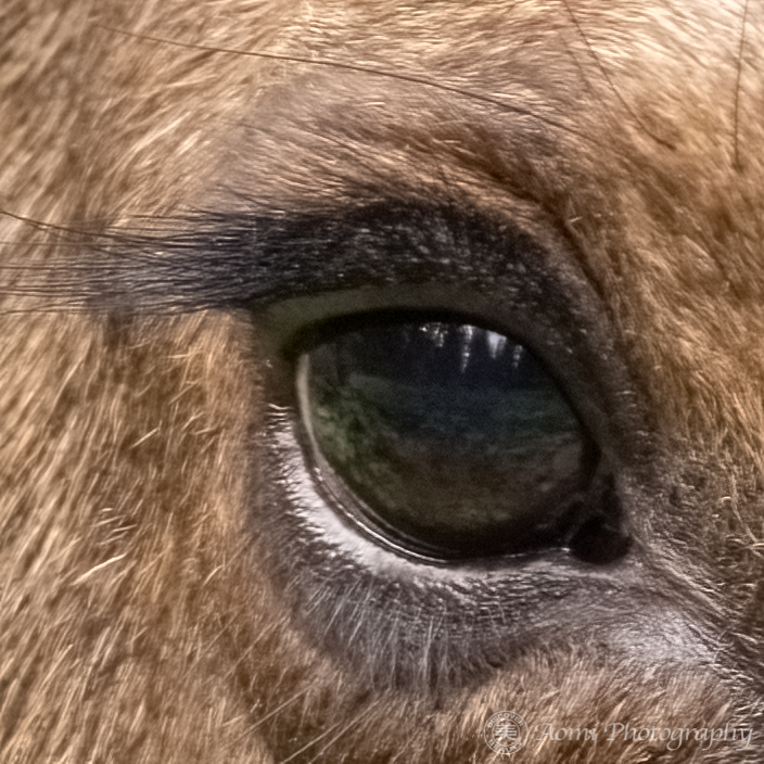 誰の目？ Who Am Eye? | aomi3 now