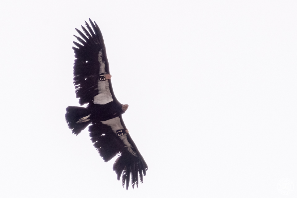 コンドルのタグ Condor Tags | aomi3 now