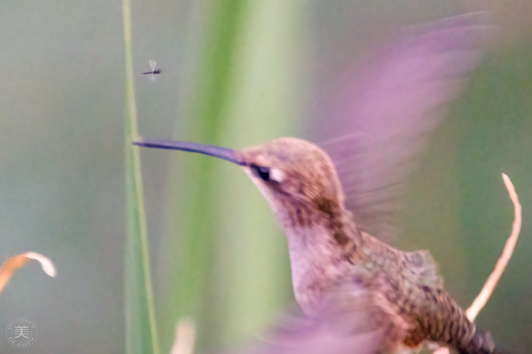 虫を食べるハチドリ Hummingbird Eats Bugs | aomi3 now