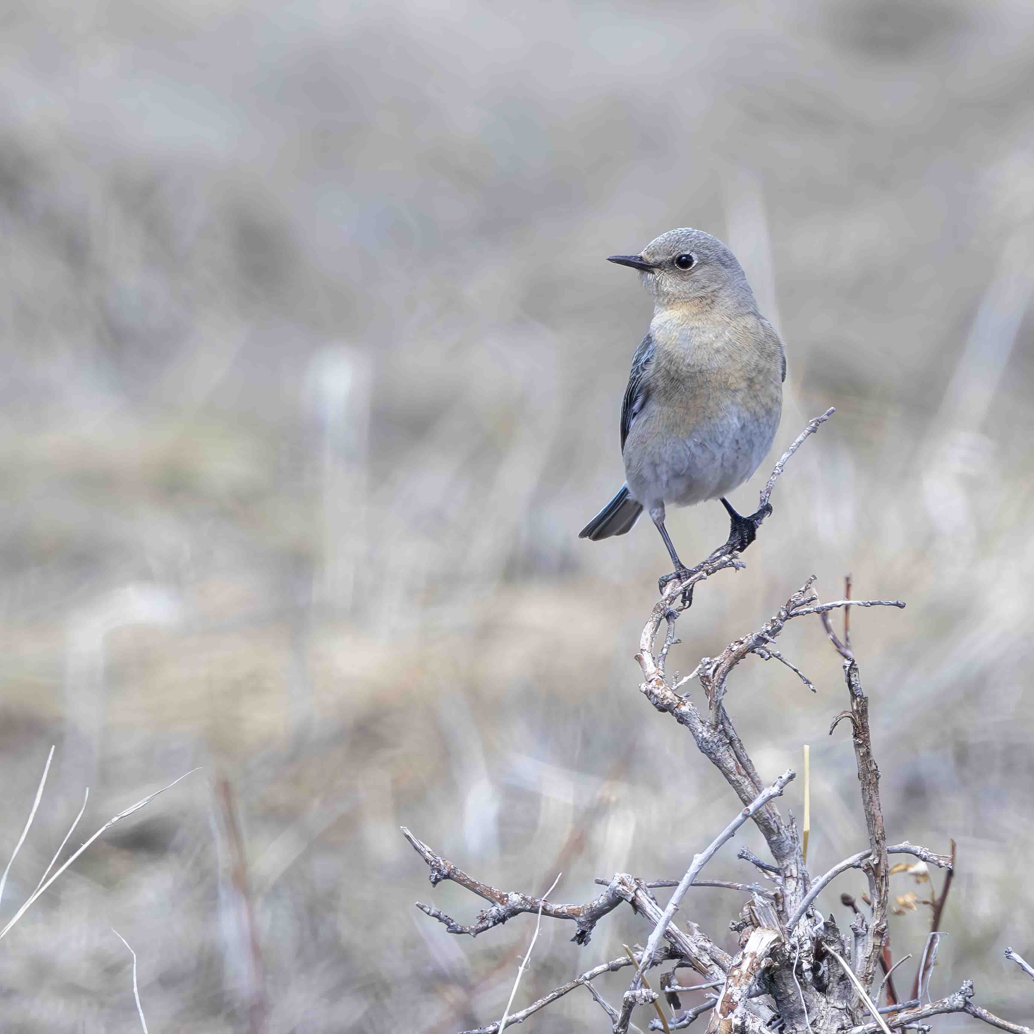 初めて見た鳥の写真 First Bird Photos I Ever Saw | aomi3 now